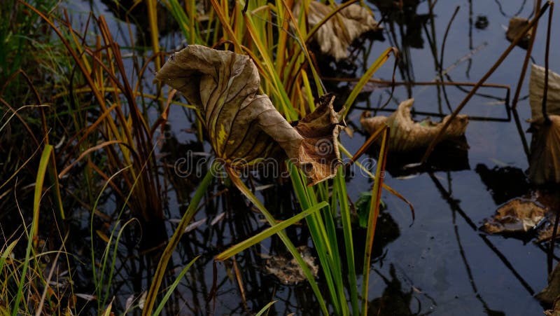 Wilted Lotus Leaves in Autumn Stock Photo - Image of flower, wilted ...