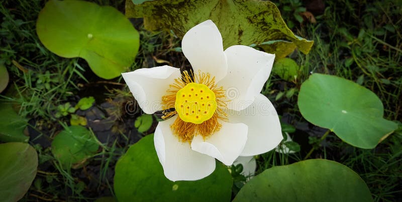 Wilted lotus stock photo. Image of head, color, focus - 221356034