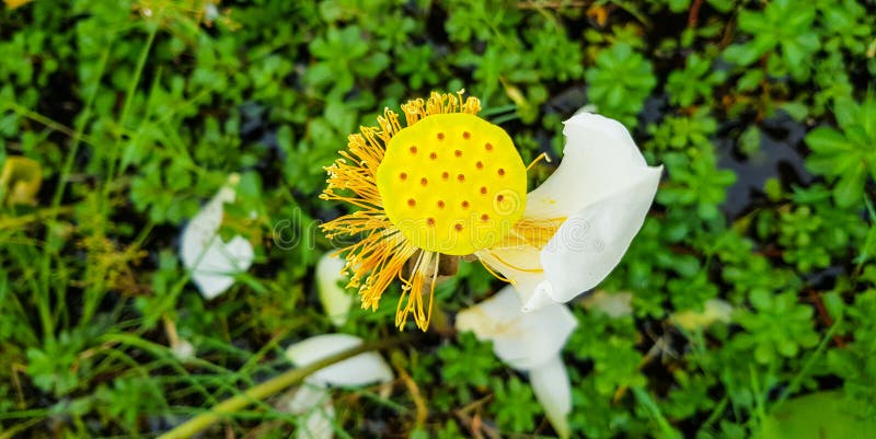 Wilted lotus stock photo. Image of wilt, scented, petal - 221772618