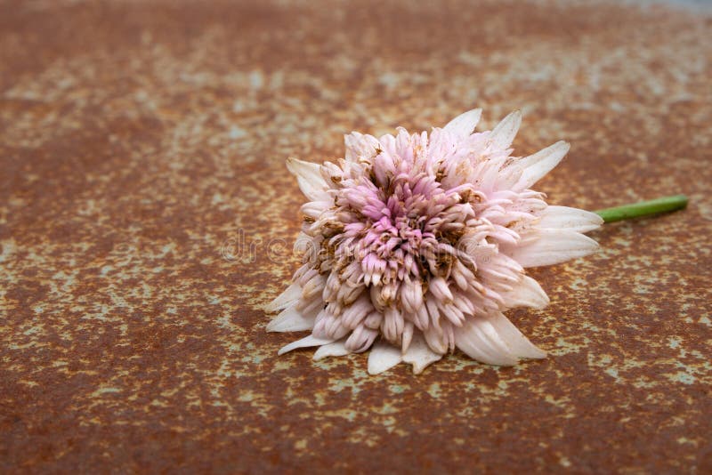 Wilted China Aster on Rusty Surface Stock Photo - Image of fading ...