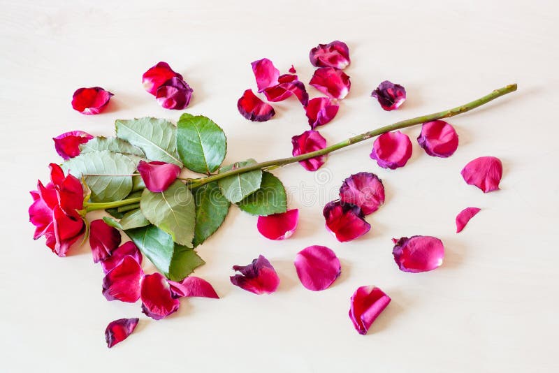 Wilted Red Rose Flower and Many Fallen Petals Stock Photo - Image of ...