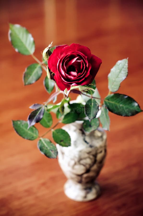 Wilted rose stock photo. Image of bouquet, petal, dried - 46797284