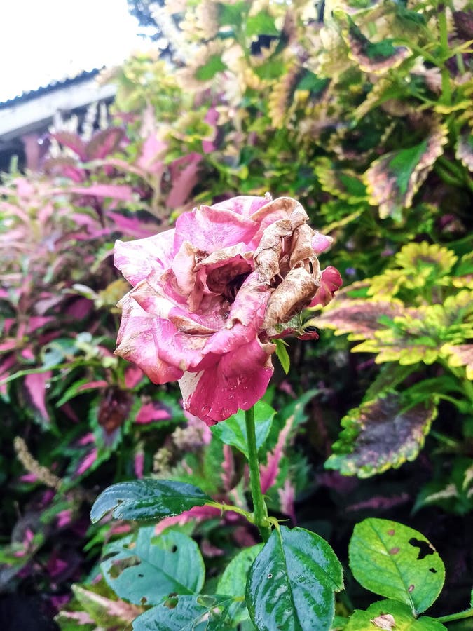 Almost wilted roses stock photo. Image of flower, garden - 250810760