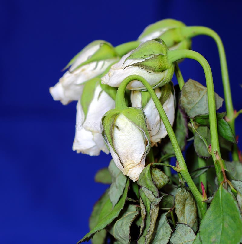 Wilted roses stock photo. Image of plants, life, still - 29776624