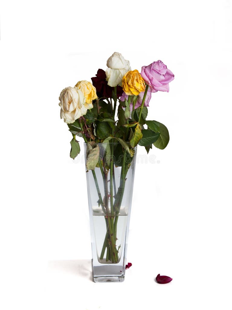 24+ Wilted roses Free Stock Photos - StockFreeImages