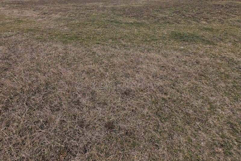 1,631 Grass Wilted Stock Photos - Free & Royalty-Free Stock Photos from ...