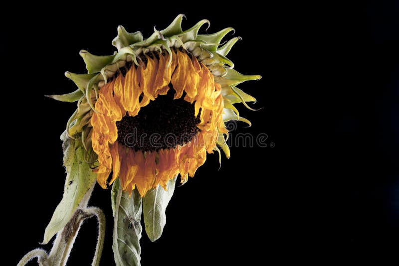 Wilted sunflower stock photo. Image of stale, weakness - 20428800