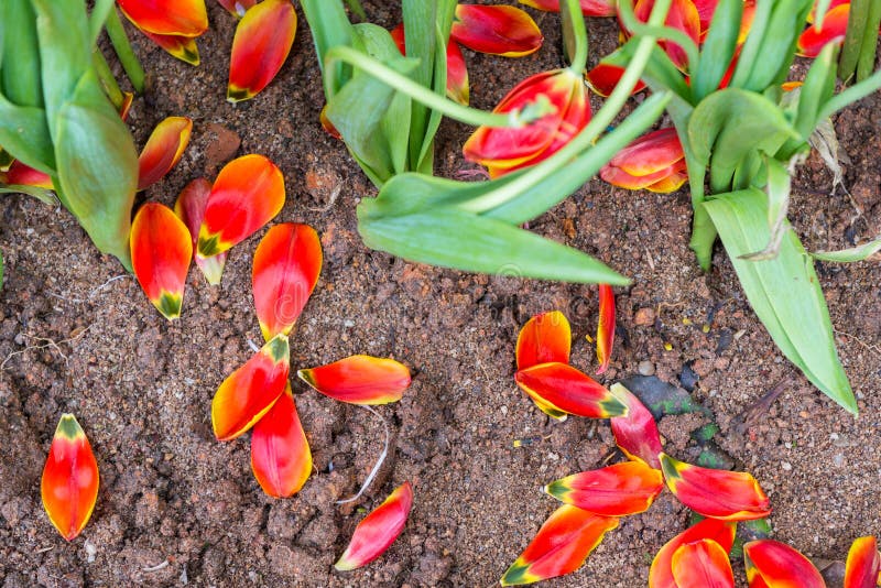 Wilted Tulip at End of Season Stock Image - Image of leaf, transience ...