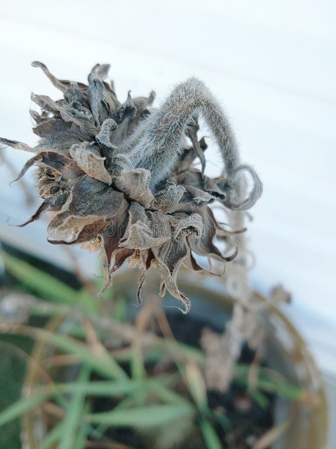 Wilted Weathered Dead Foliage Plants & Flowers in Ohio Stock Image ...