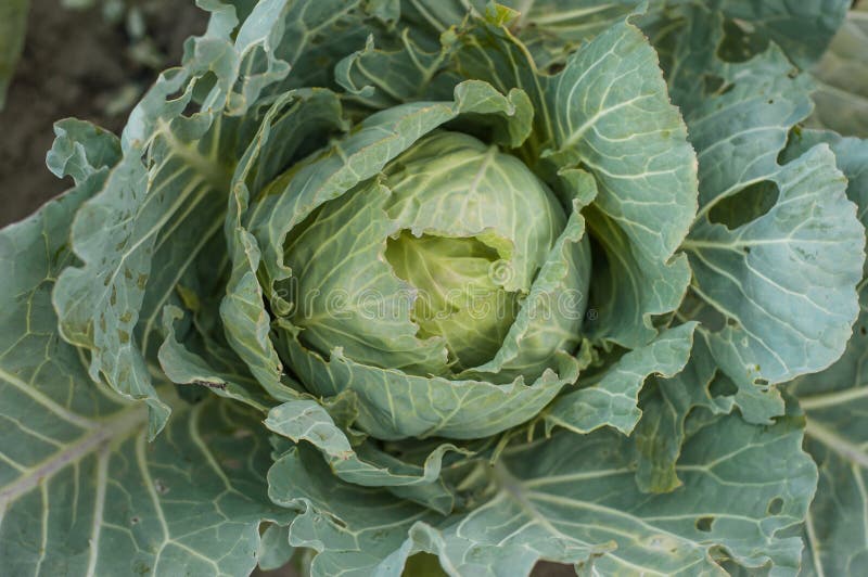 Wilted White Cabbage Growing Top View. Pests Eat Foliage Stock Photo ...
