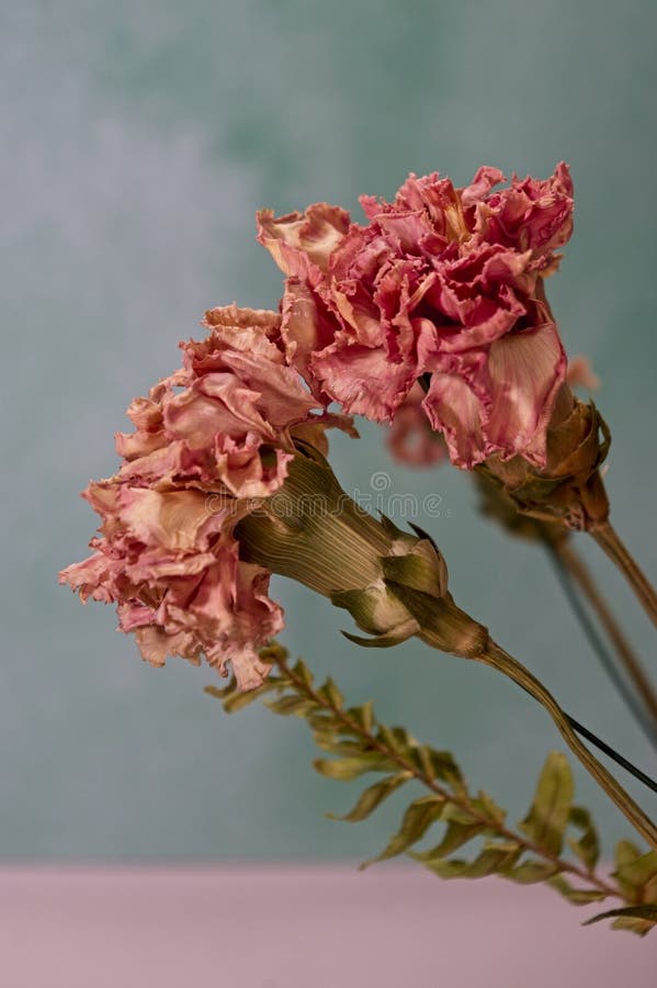 Wilted and Withered Pink Carnation Stock Photo - Image of fragility ...