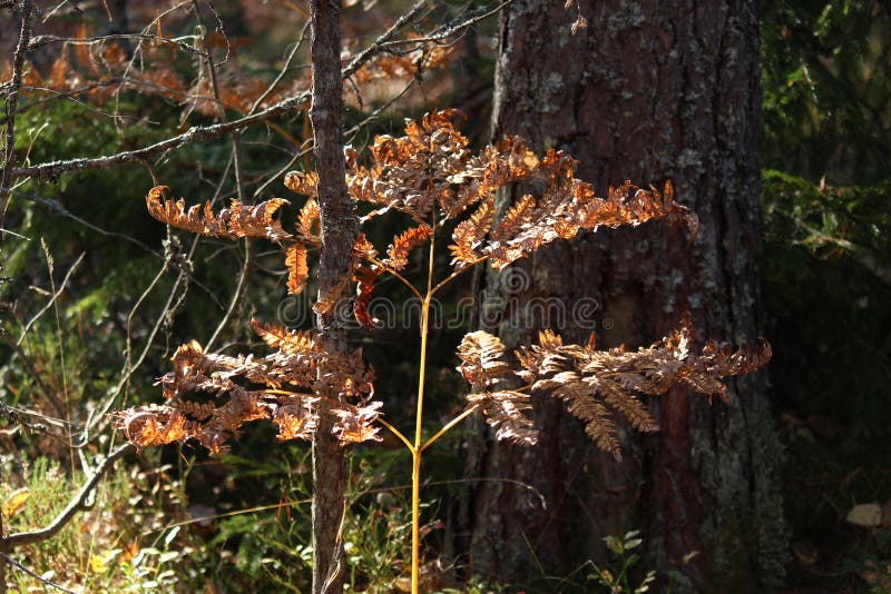 Wilting Brown Fern Leaf in Autumn in the Forest Stock Photo - Image of ...