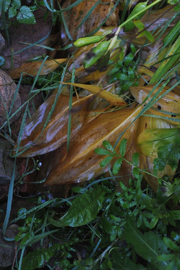 Plants wilting stock photo. Image of life, freshness - 100681920