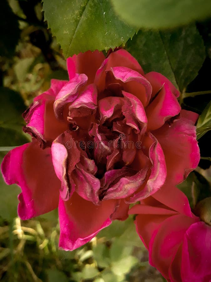 Wilting red rose stock image. Image of wilting, pink - 236608801