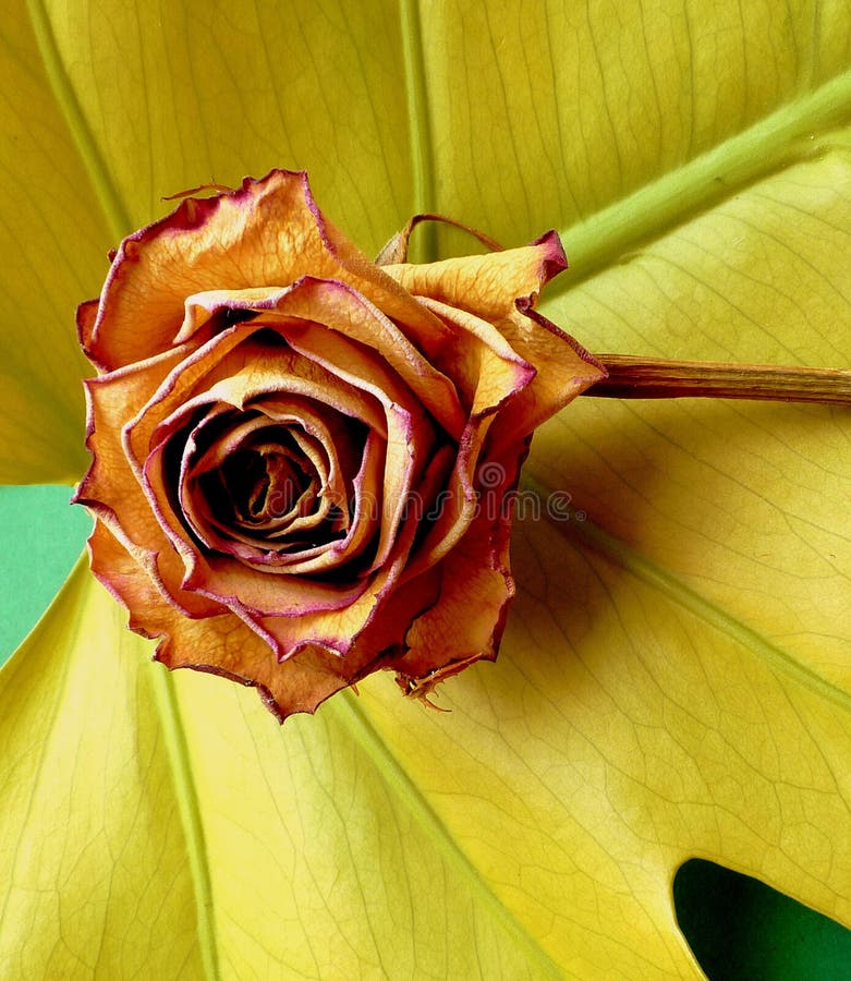 Wilting rose stock photo. Image of blossom, plants, freshly - 59191598