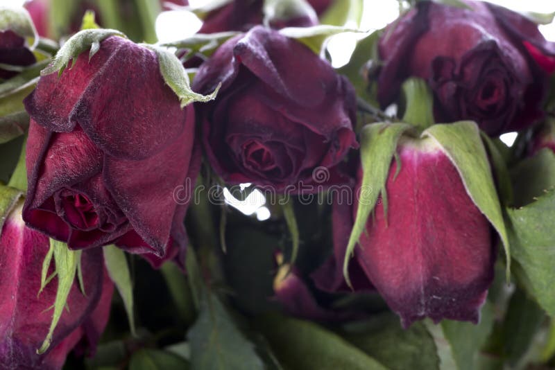 Wilting Roses stock image. Image of rose, breakup, roses - 17730405