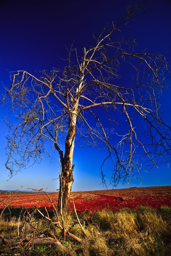 Wilting Tree stock image. Image of grass, bright, agriculture - 18150387