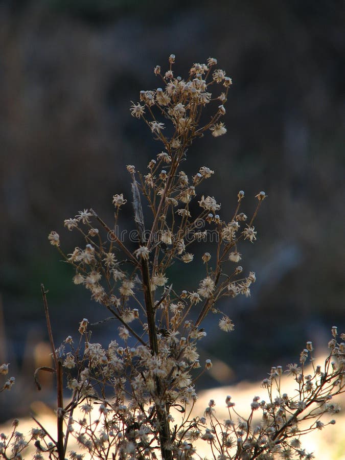 Wilting Weed stock image. Image of dead, green, growth - 9807693