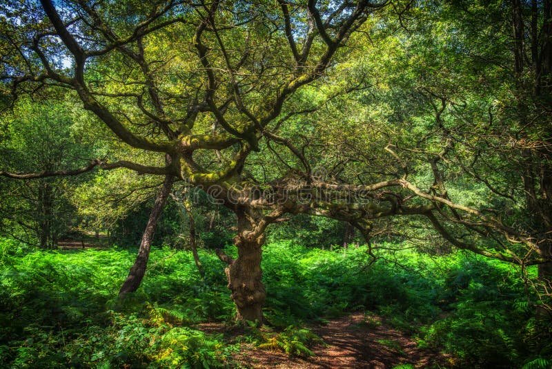 Wimbledon Common-the Magic Tree Stock Image - Image of green, ferns ...