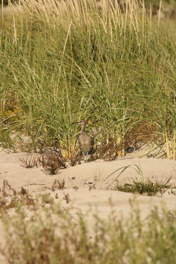 Wimbrel stock photo. Image of tree, soil, wood, bird - 203735704