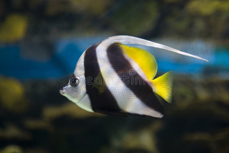 Wimple-fish stock photo. Image of fish, animals, feeding - 7372196