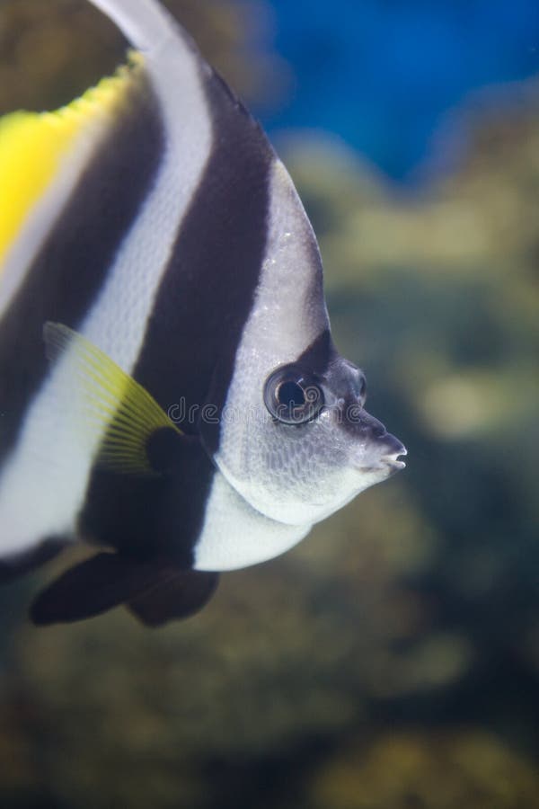Wimple-fish stock image. Image of warm, tank, underwater - 7375511