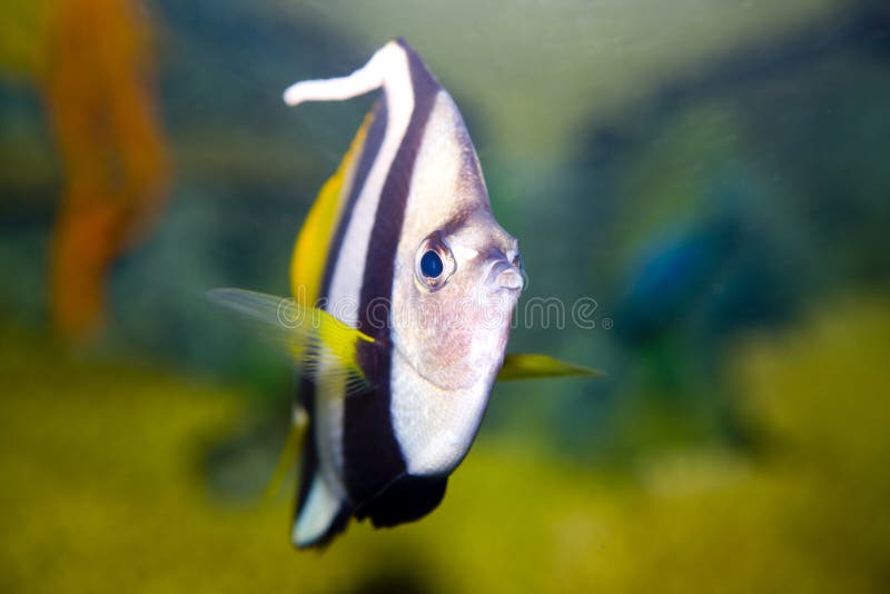 Wimple-fish stock photo. Image of reef, wimple, creature - 7387108