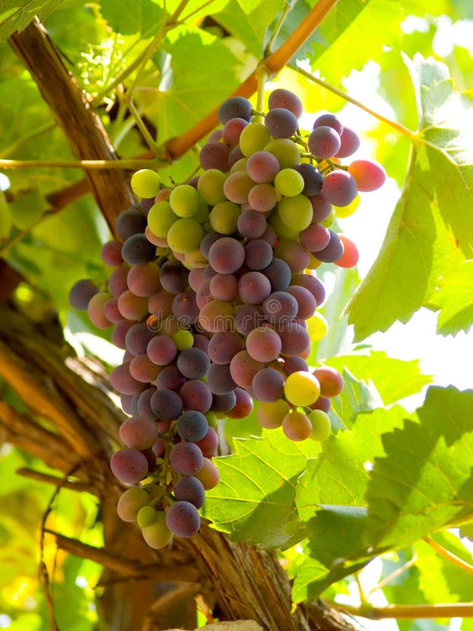 Choroby winogrona choroby obraz stock. Obraz złożonej z owocowy - 1211441
