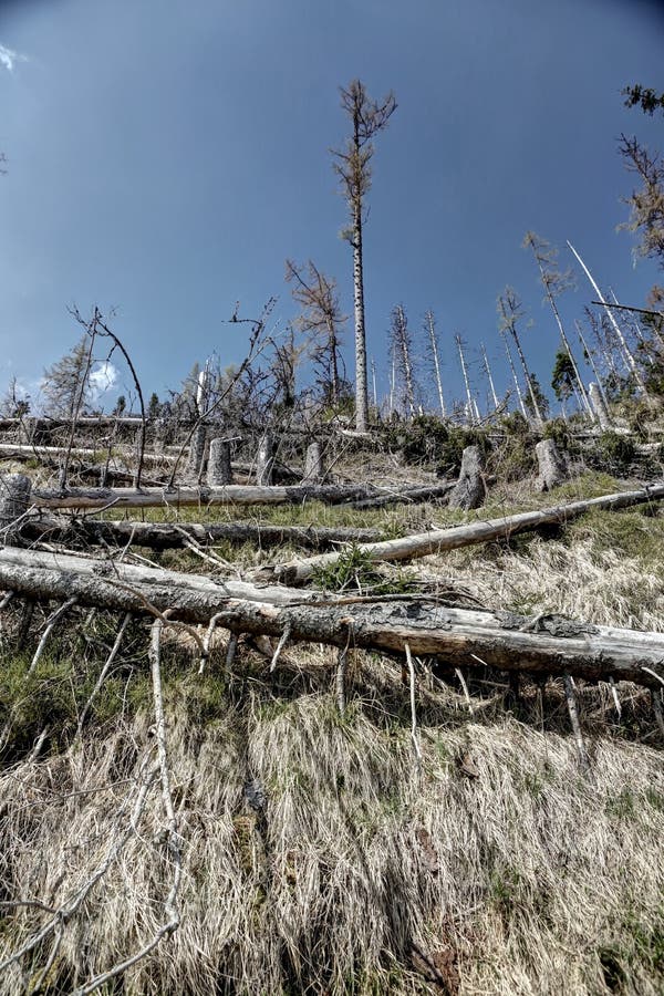 Winbreak stock photo. Image of grass, blue, brown, cloudless - 56441816