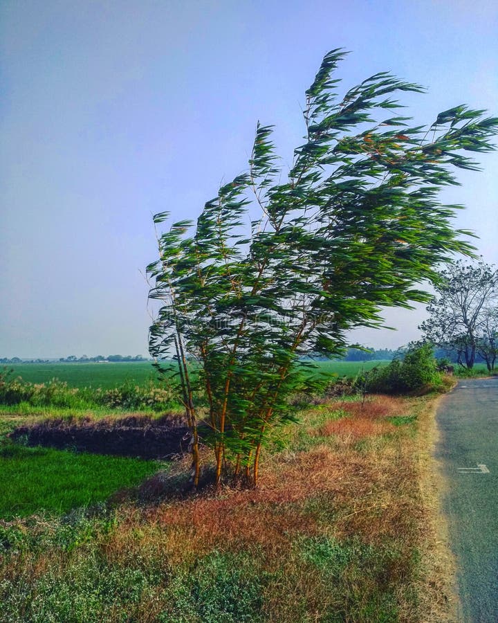 Wind stock image. Image of paddy, nature, fields, high - 134600051