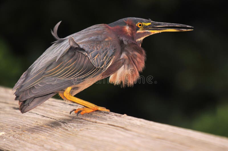 Wind on the Back stock photo. Image of avian, outdoors - 26779784