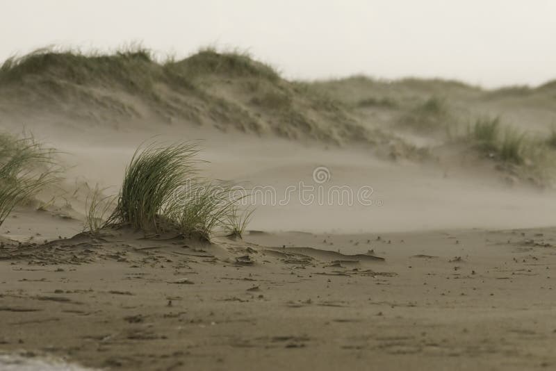 Wind on the beach stock photo. Image of park, texel, nature - 1480150