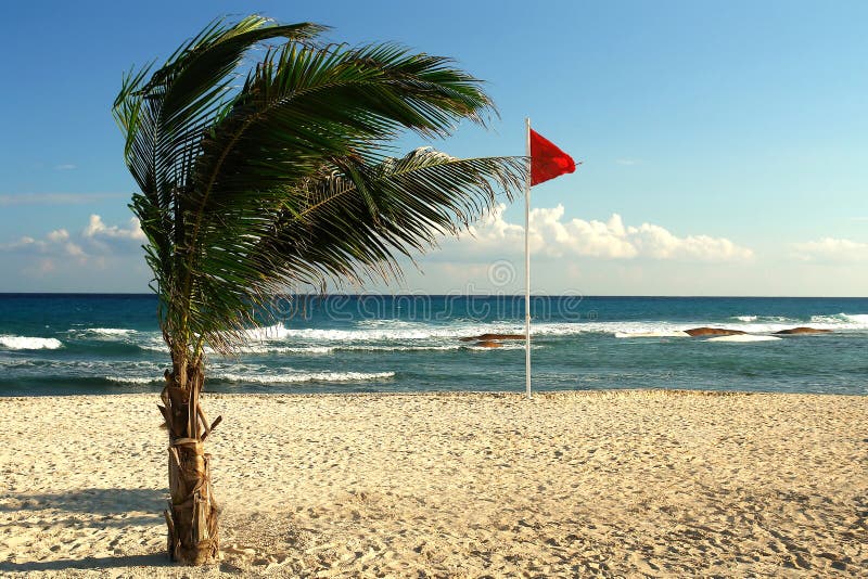 Wind in the beach stock photo. Image of nature, flag, tree - 1702228