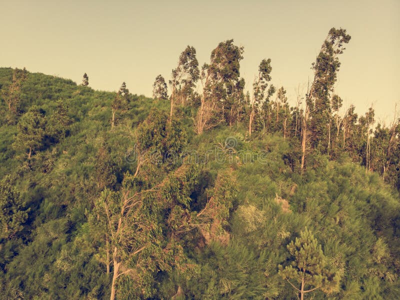 398 Bending Trees Wind Stock Photos - Free & Royalty-Free Stock Photos ...