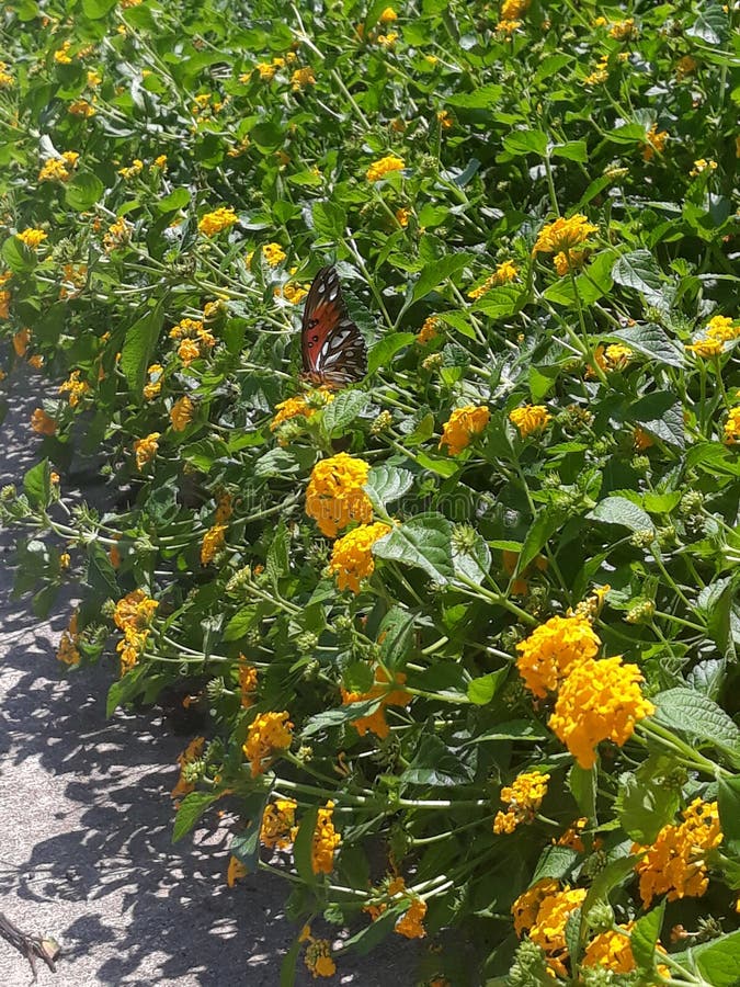 Wind Beneath Your Butterfly Wings Stock Image - Image of butterfly ...