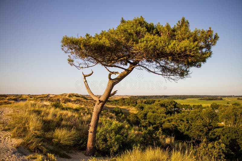 Wind Bent Pine Tree in Savannah on a Sunny Day Stock Image - Image of ...