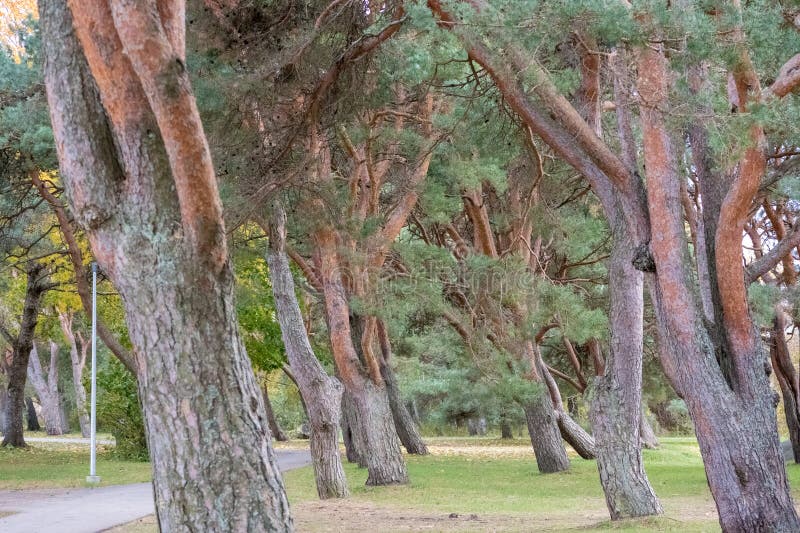 .Wind-bent Pine Tree Trunks Stock Image - Image of nature, natural ...