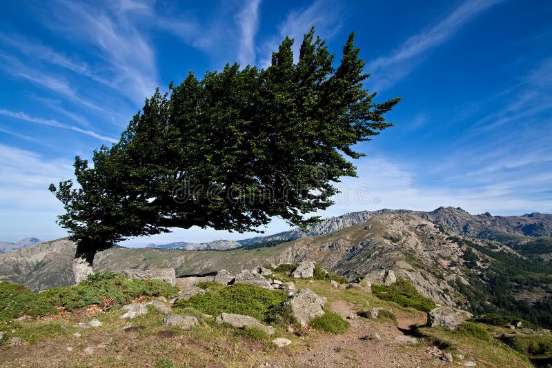 Wind-bent tree stock photo. Image of bocca, gr20, landcape - 12053520