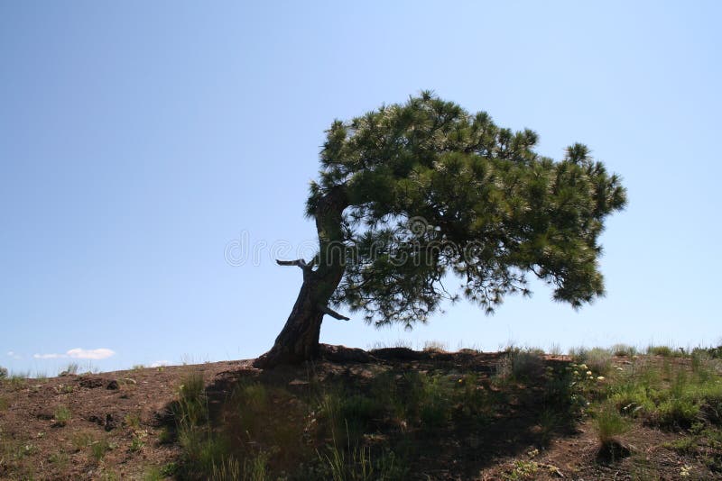 Wind bent tree stock photo. Image of field, mountain - 28733110