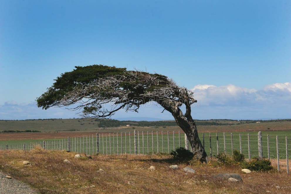 Wind bent tree stock image. Image of environment, nature - 4456711