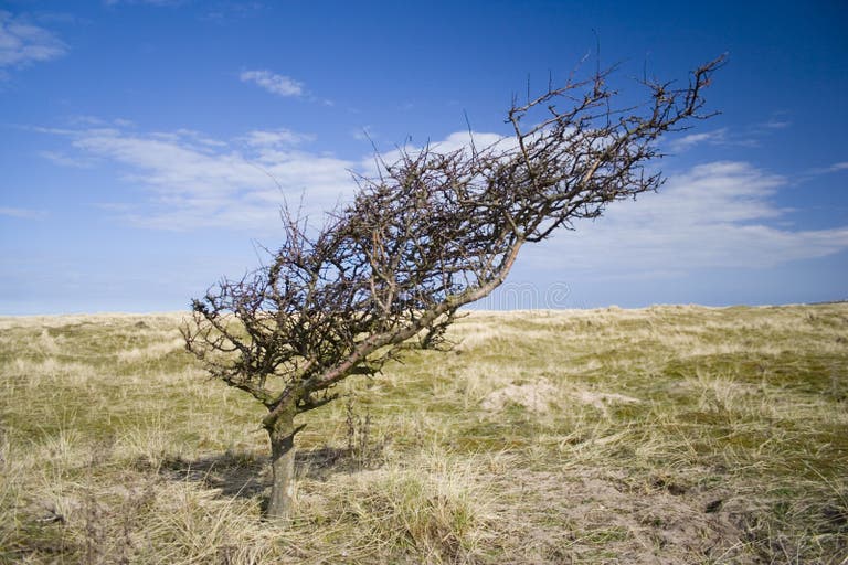 11,699 Bent Tree Stock Photos - Free & Royalty-Free Stock Photos from ...