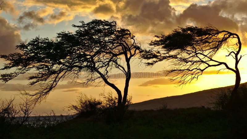 Wind-bent Trees on Maui during Sunset Stock Image - Image of outdoor ...