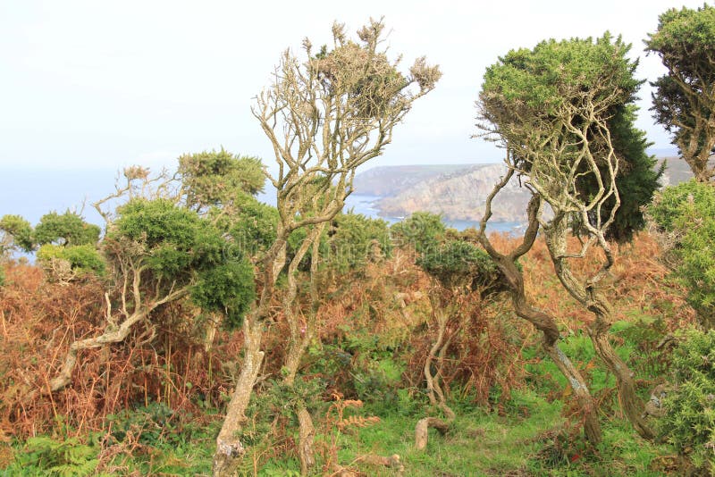 Wind Blasted Trees on the South West Coast Path, Cornwall, UK Stock ...