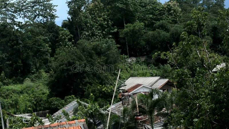 The Wind Blew Making Some Trees Sway Stock Video - Video of aerial ...