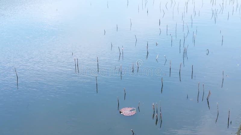The Wind Blew the Surface of the Pond into Calm Waves with Little Tree ...