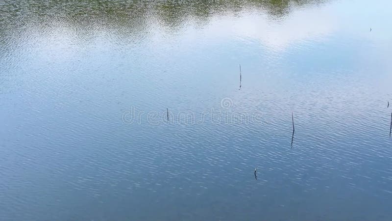 The Wind Blew the Surface of the Pond into Calm Waves with Little Tree ...