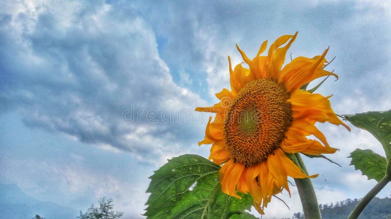 Wind blow over a sunflower stock image. Image of handrail - 189548795