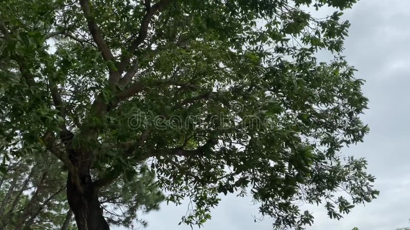 Wind blowing through trees stock photo. Image of green - 4064268