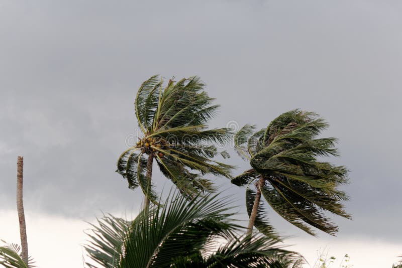 A Typhoon Blowing Palm Trees in the Philippines. Stock Image - Image of ...