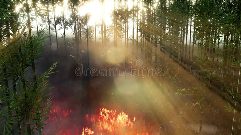 Wind Blowing on a Flaming Bamboo Trees during a Forest Fire Stock Photo ...